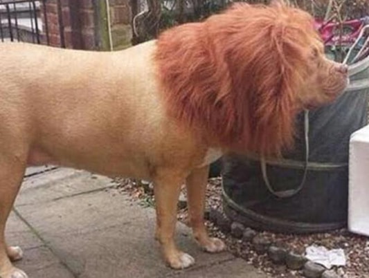 بالصور: كلب يتحوّل إلى "أسد ضخم" - MTV Lebanon