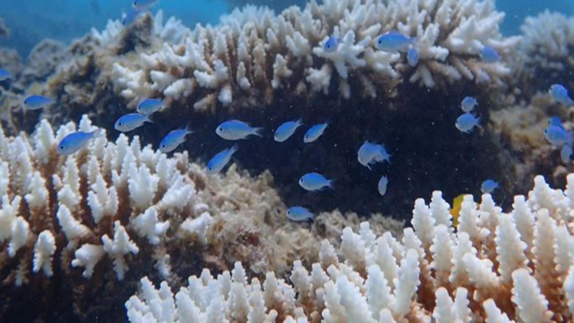 Worst bleaching on record for Western Australian coral reefs - MTV Lebanon