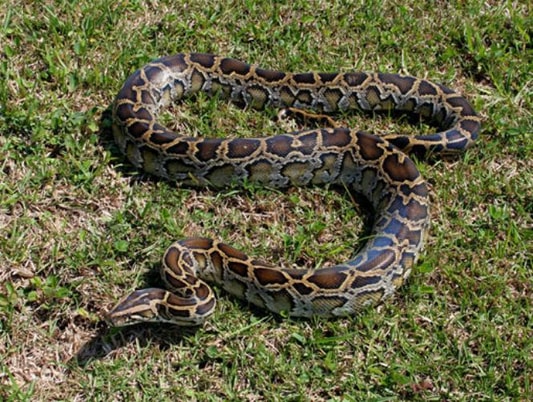 Watch: Dog Alerts Teen to Enormous Hissing Python - MTV Lebanon