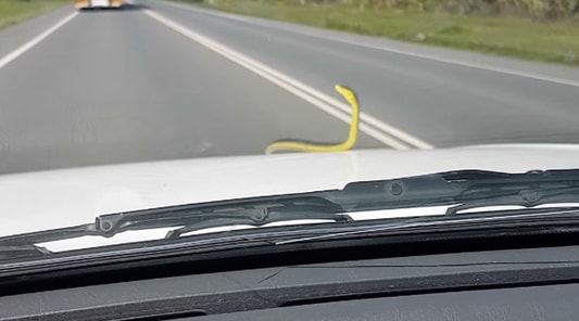 Watch: Snake Terrifies Passengers after Hitching Ride on Hood of Car ...