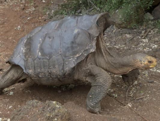 Diego: The Tortoise That Saved His Species From Extinction - MTV Lebanon