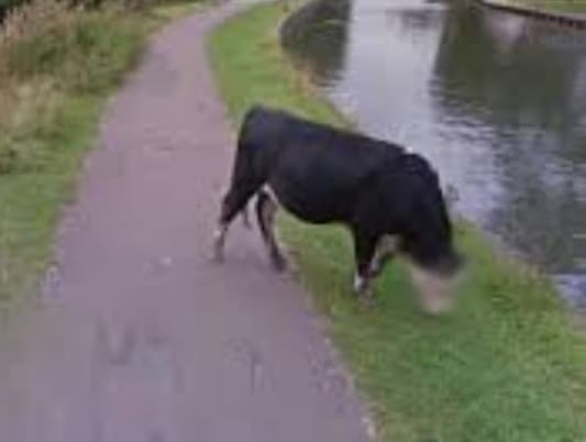 Google Protects Cow's Privacy by Blurring its Face Out - MTV Lebanon