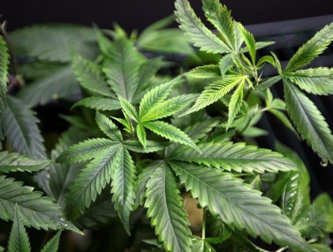 Gang-ravaged Mexico stuck in weed ban as U.S. opens up - MTV Lebanon