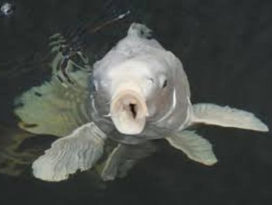 Japan Fish Exorcists Battered by Animal Abuse Claims - MTV Lebanon