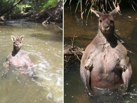 Photos: Meet the Most Muscular Kangaroo Ever - MTV Lebanon