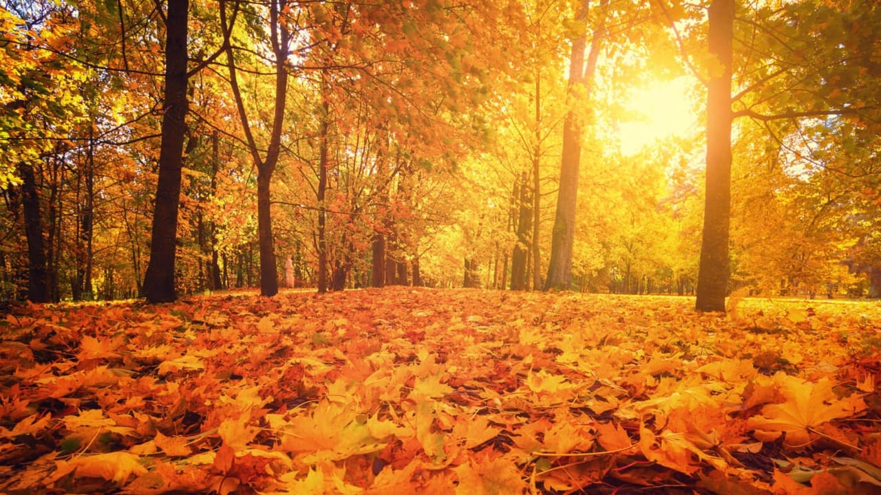 Steady Fall Weather Marks the End of October - MTV Lebanon