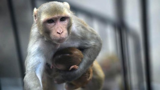 World’s First Human-Monkey Hybrid Created in China - MTV Lebanon