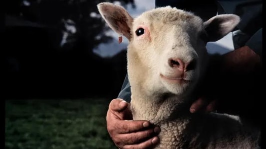 Mutant Sheep Are Being Bred in Lab to Fight Lethal Child Brain Disease ...