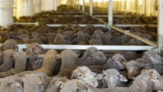 Ship carrying 16,000 sheep and cattle stranded off Australia - MTV Lebanon