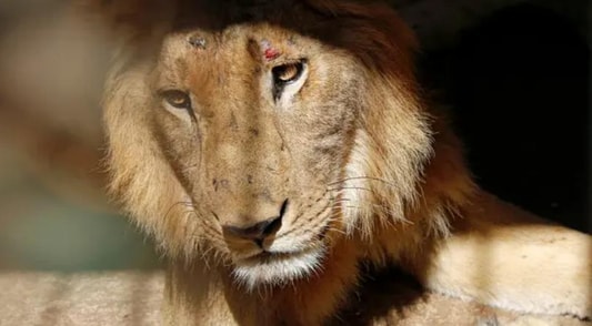 Lion escapes into heavy traffic in Pakistani city of Karachi - MTV Lebanon