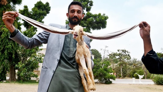Baby Goat Wows Fans with 22-Inch Ears - MTV Lebanon