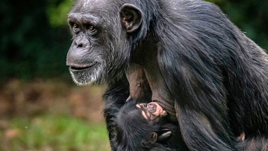 Chester Zoo Celebrates Birth of World's Rarest Chimpanzee - MTV Lebanon