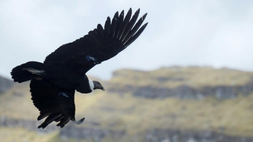 Study Shows Condors, an Endangered Species, Can Reproduce Without ...