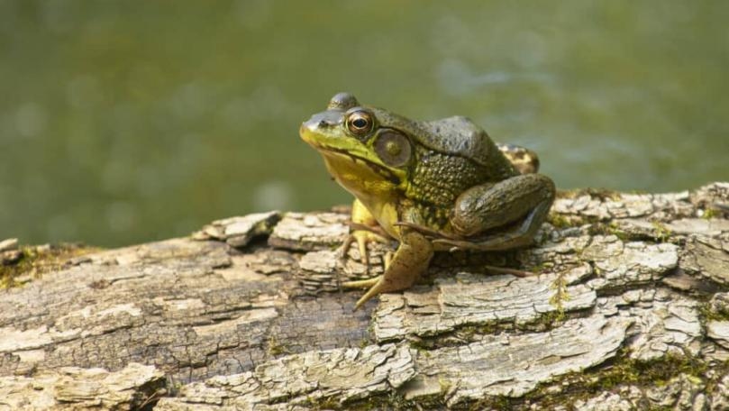 Invasive Frog and Snake Species Cost World Economy $16 Billion, Study ...